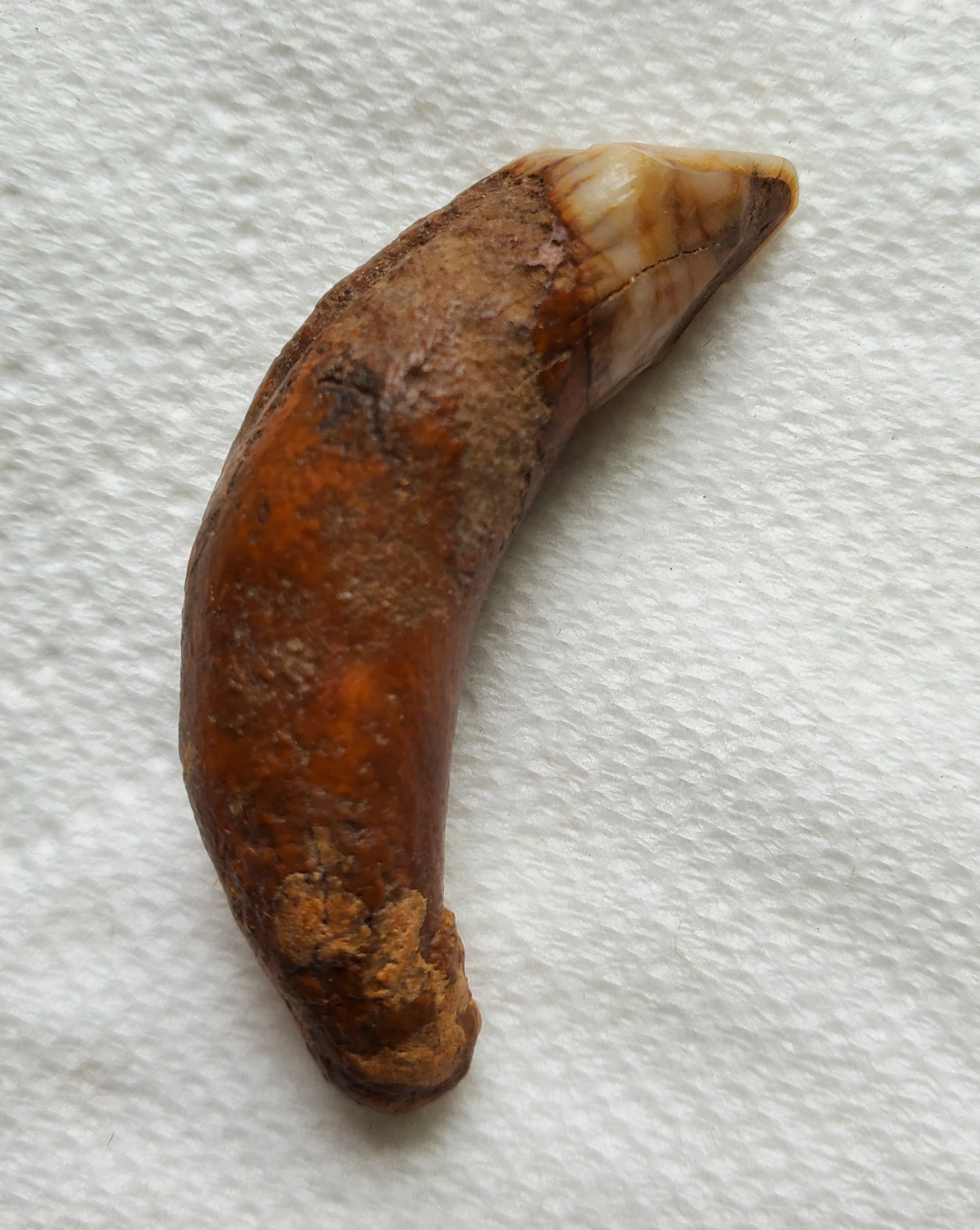Florida mammal tooth seeks identity. - Fossil ID - The Fossil Forum
