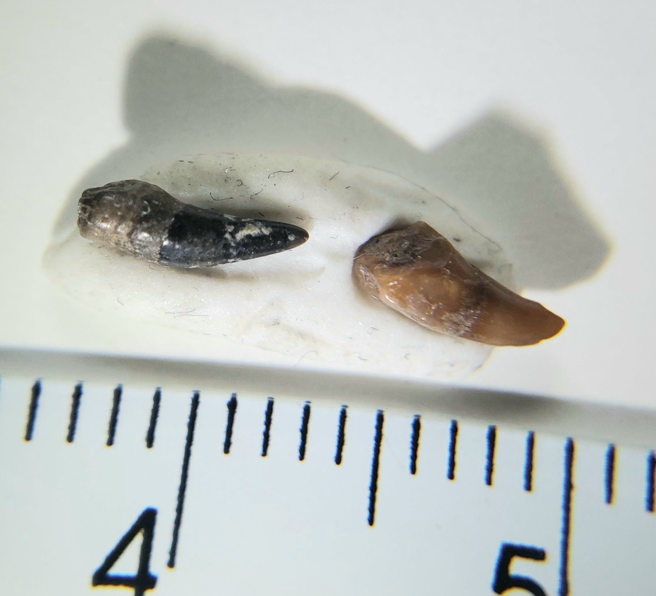 Possible Florida fish teeth? - Fossil ID - The Fossil Forum