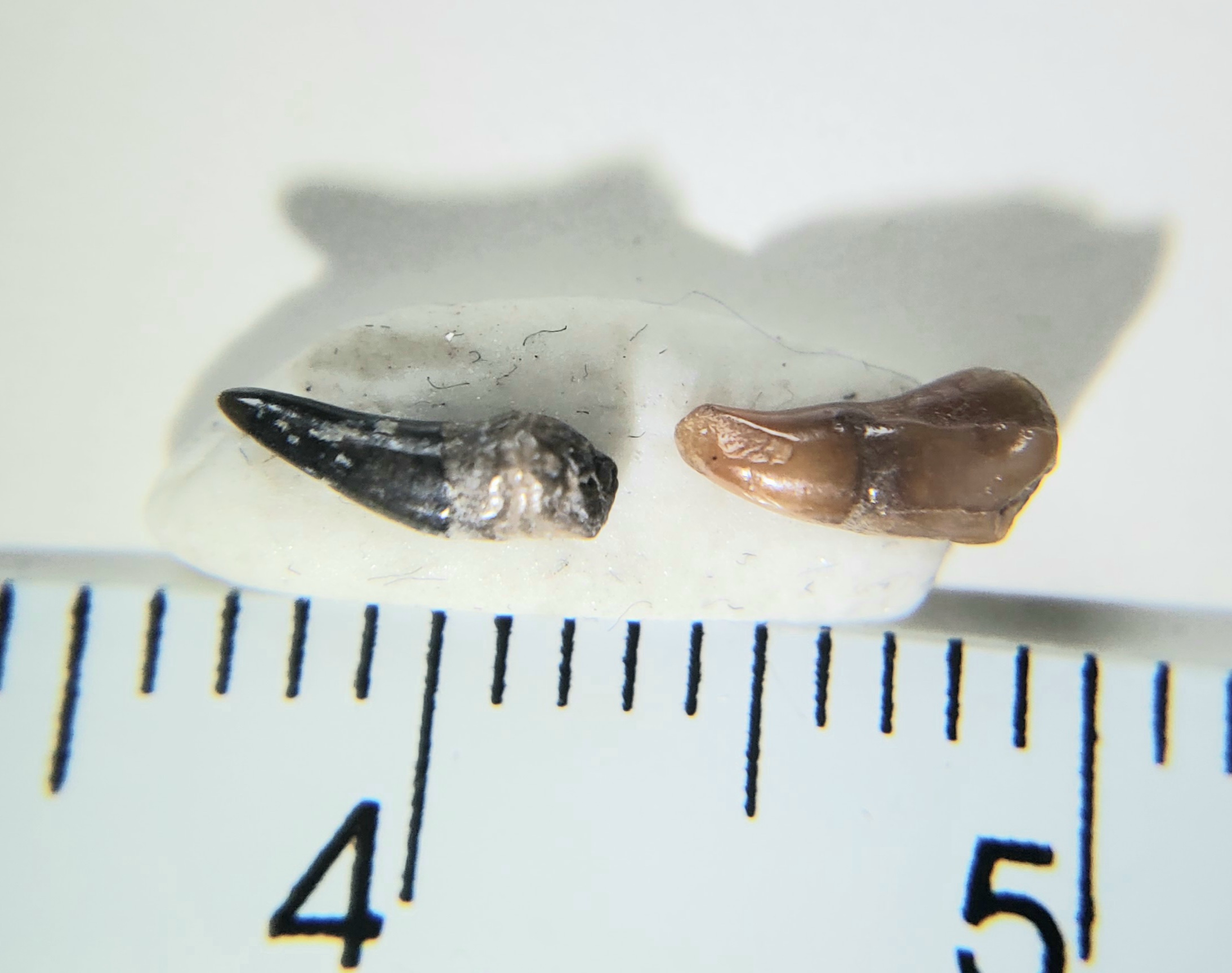 Possible Florida fish teeth? - Fossil ID - The Fossil Forum