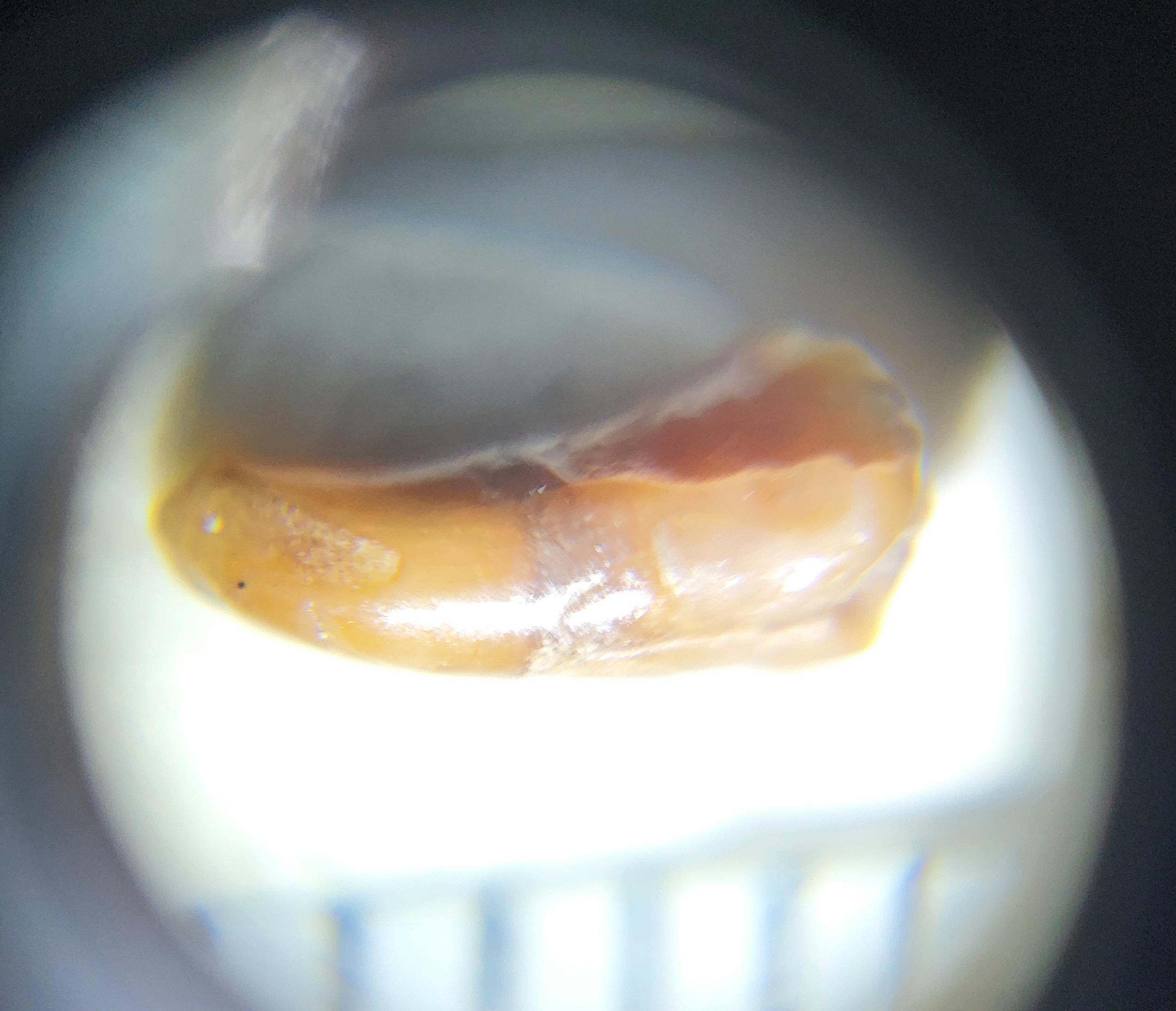 Possible Florida fish teeth? - Fossil ID - The Fossil Forum