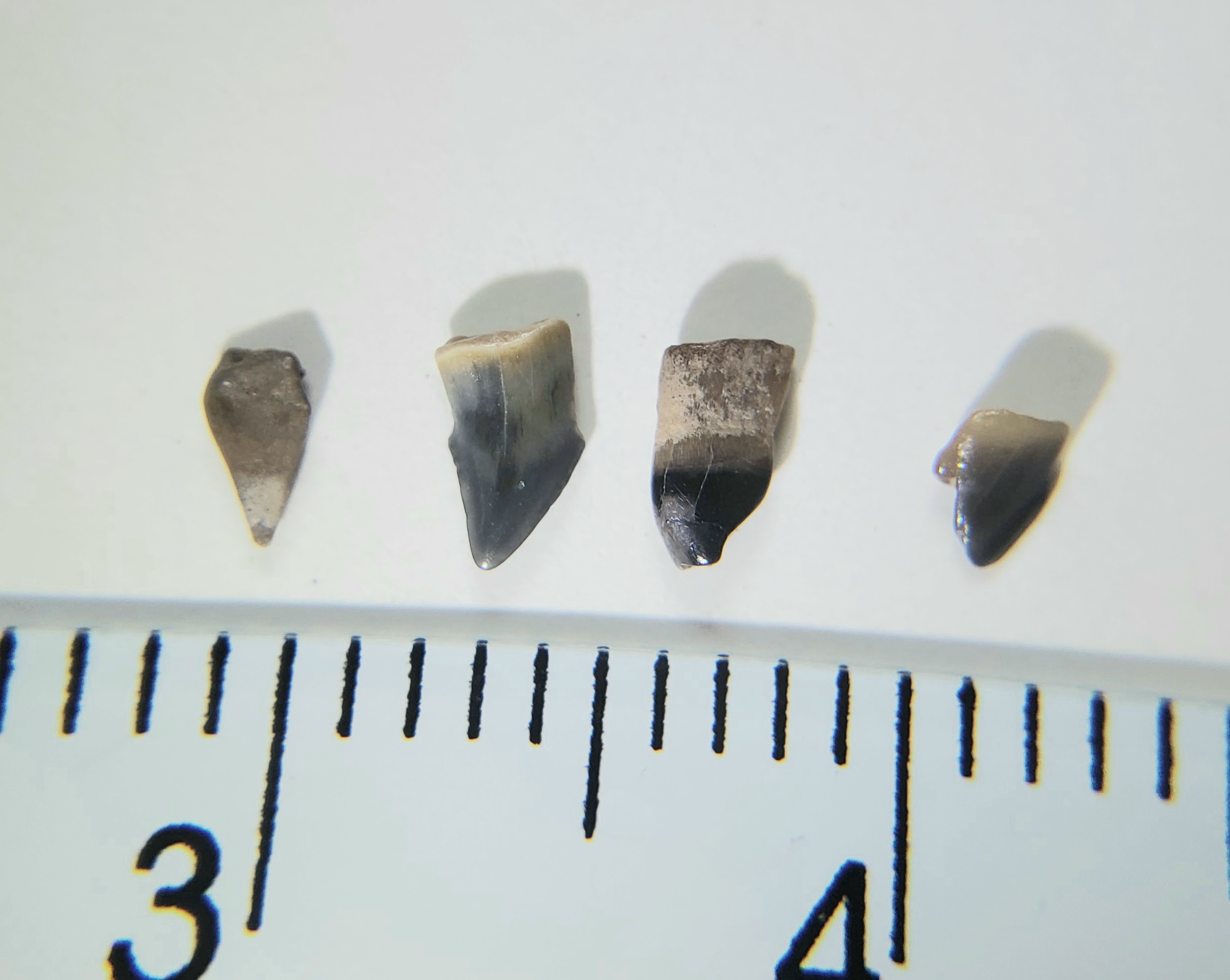 Possible Florida fish teeth? - Fossil ID - The Fossil Forum