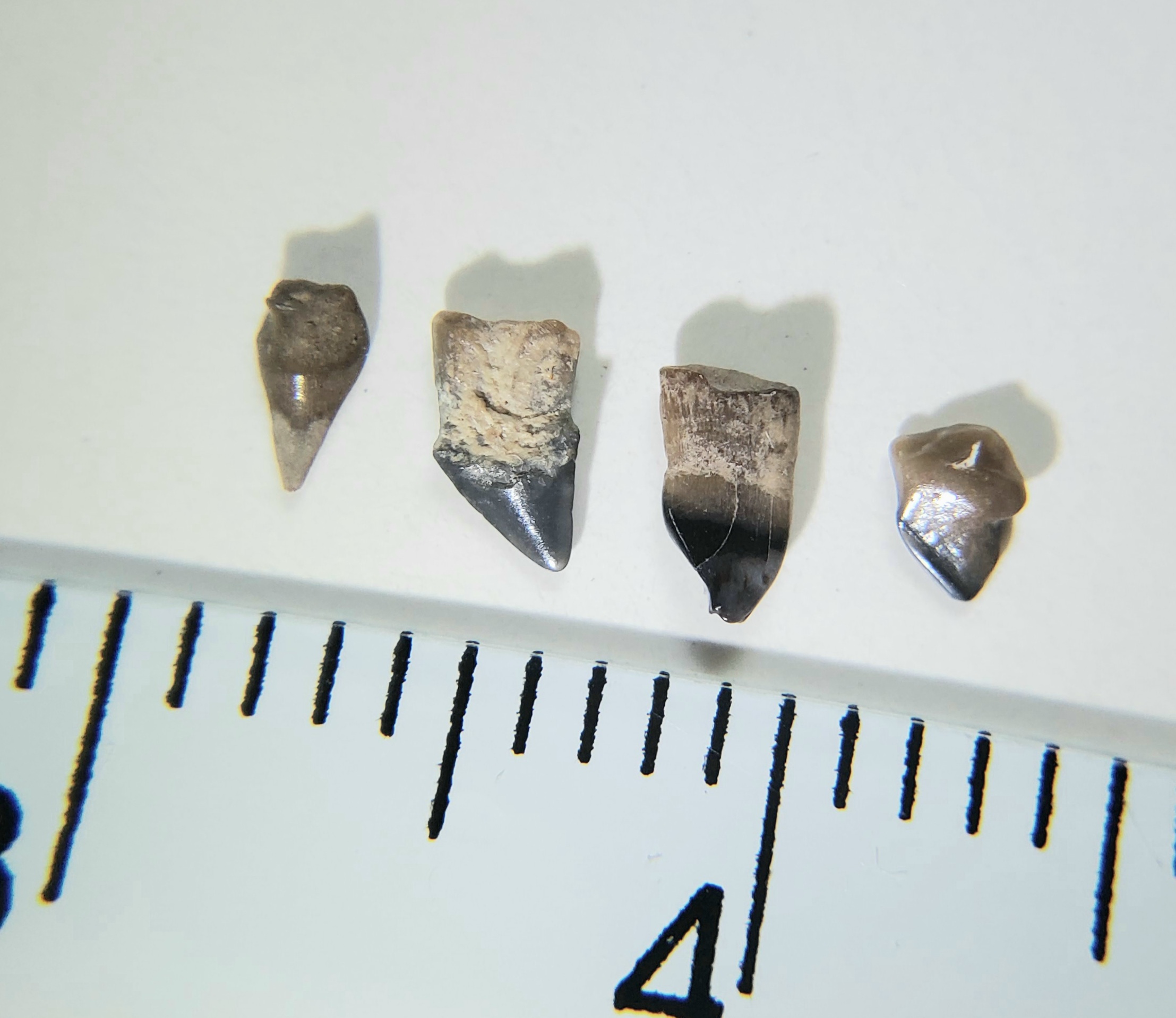 Possible Florida fish teeth? - Fossil ID - The Fossil Forum