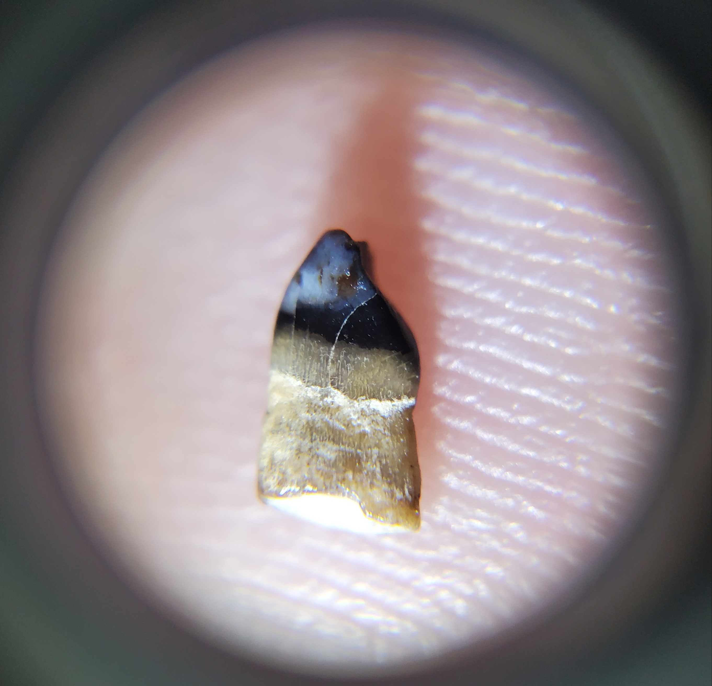 Possible Florida fish teeth? - Fossil ID - The Fossil Forum