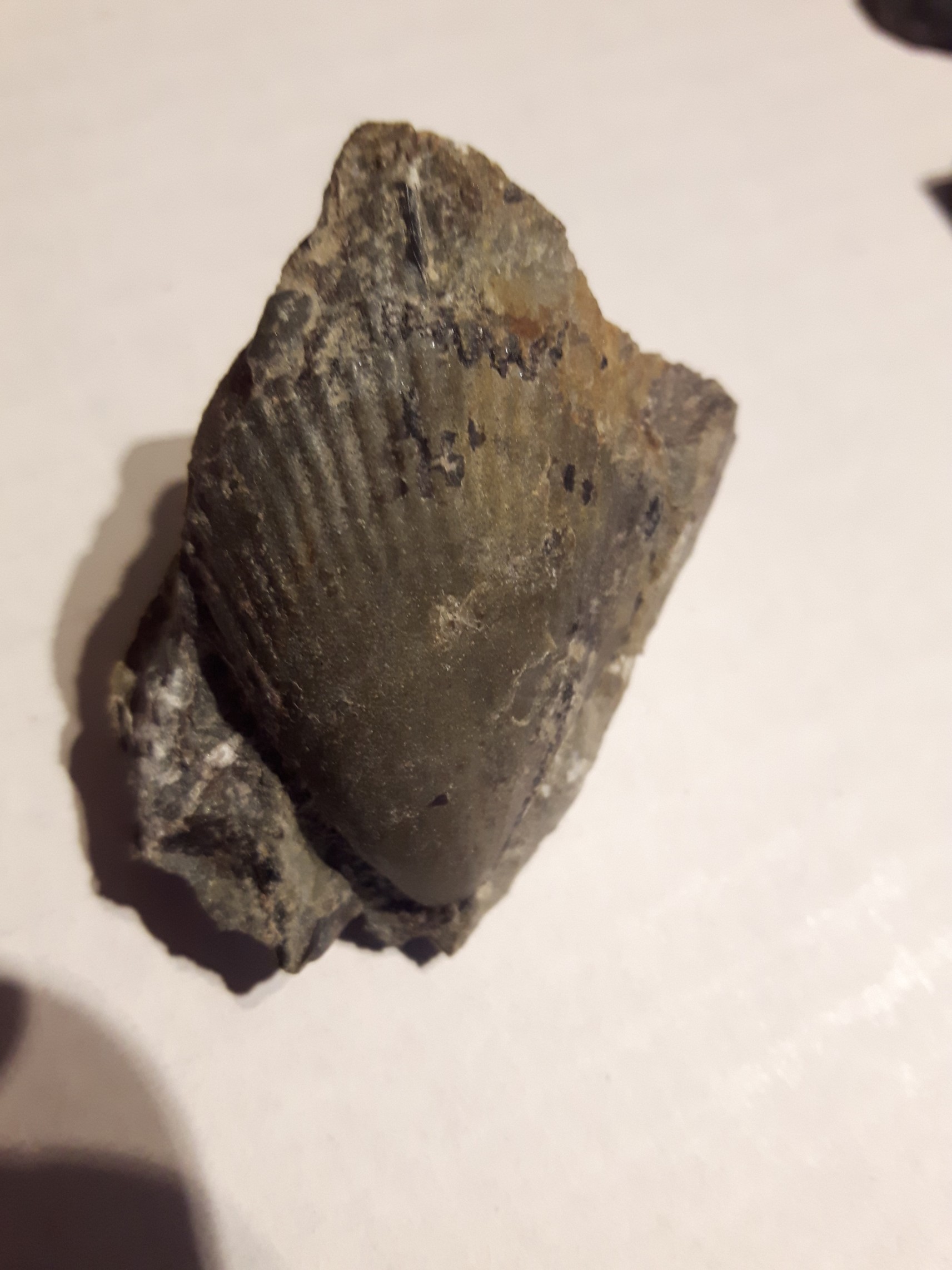 A little variety this time - Fossil Hunting Trips - The Fossil Forum