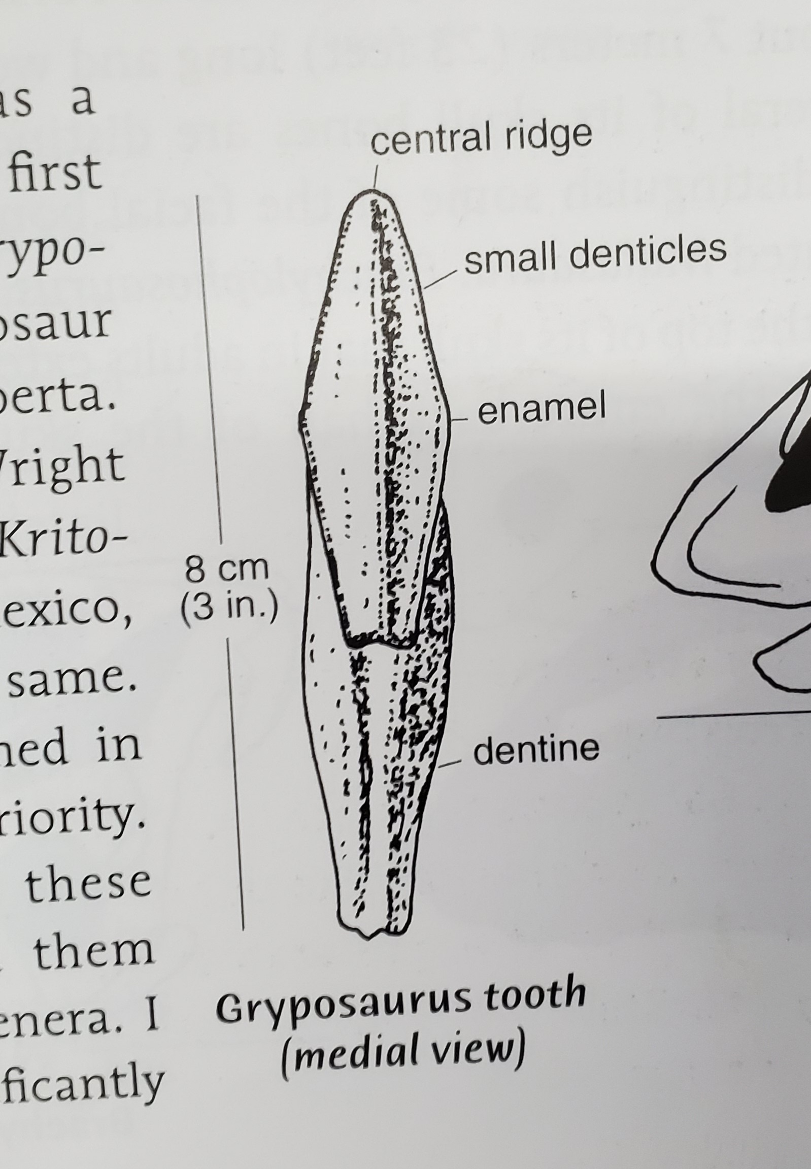 Identification of Some Hadrosaur Teeth from North America - Questions ...