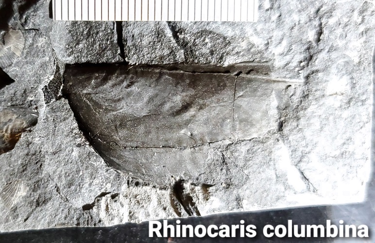Briggs TFF Report - Fossil Hunting Trips - The Fossil Forum
