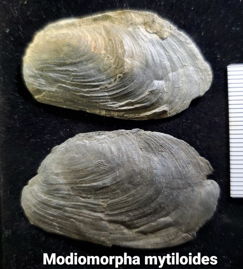 Briggs TFF Report - Fossil Hunting Trips - The Fossil Forum