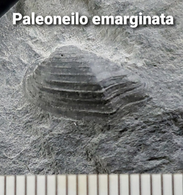 Briggs TFF Report - Fossil Hunting Trips - The Fossil Forum