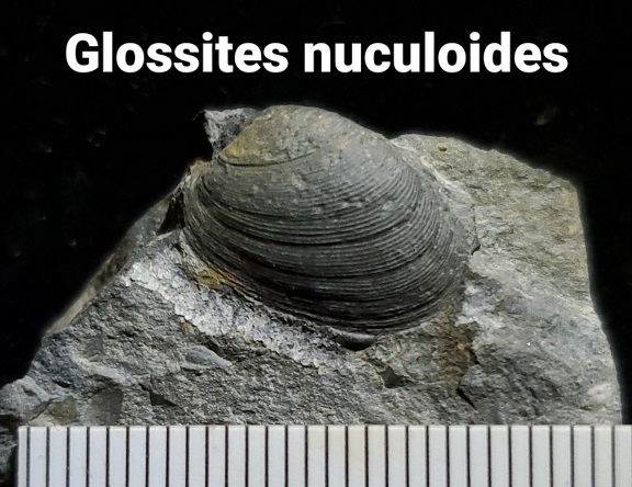 Briggs TFF Report - Fossil Hunting Trips - The Fossil Forum