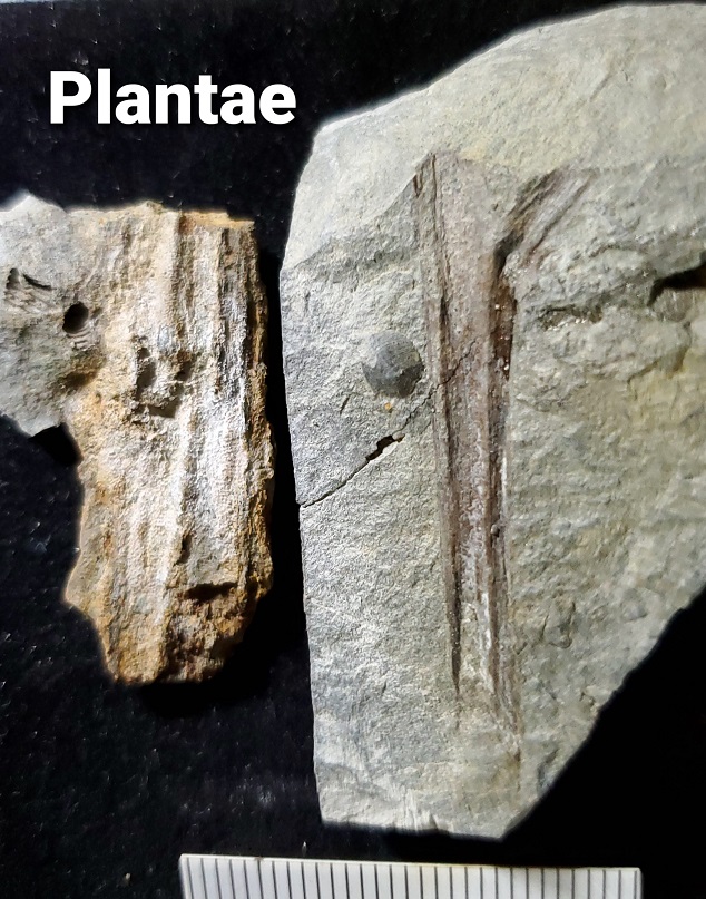 Briggs TFF Report - Fossil Hunting Trips - The Fossil Forum