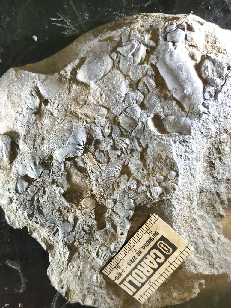 Briggs TFF Report - Fossil Hunting Trips - The Fossil Forum