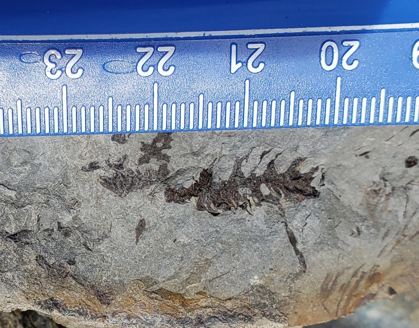 Alaska beach Miocene plants - Fossil Hunting Trips - The Fossil Forum