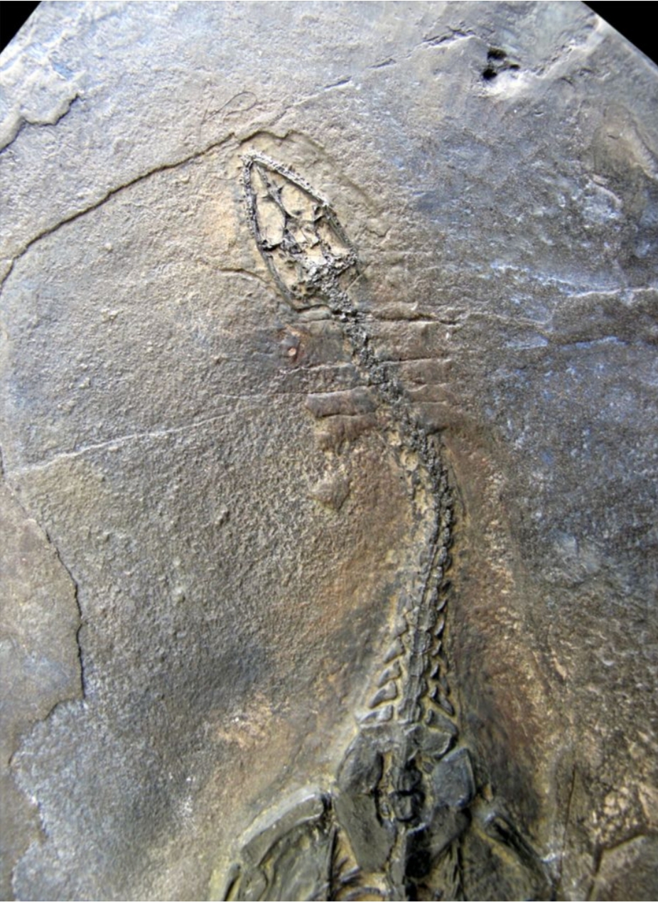 Keichousaurus Replica - Is It Real? How to Recognize Fossil ...