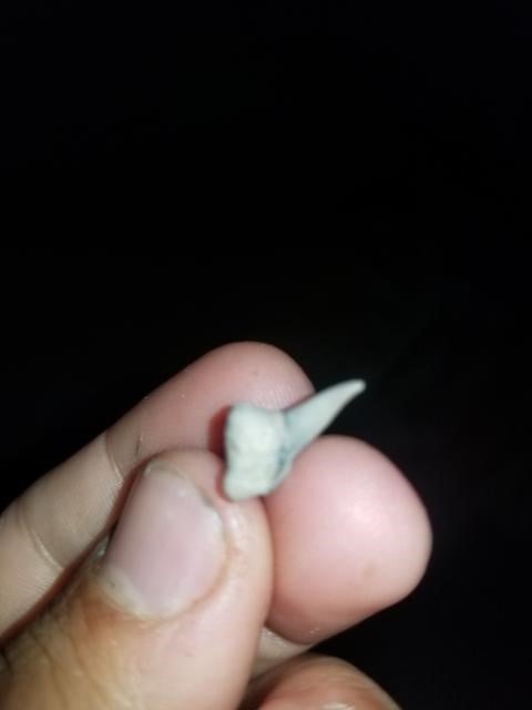Megamouth shark shark tooth id? - Fossil ID - The Fossil Forum