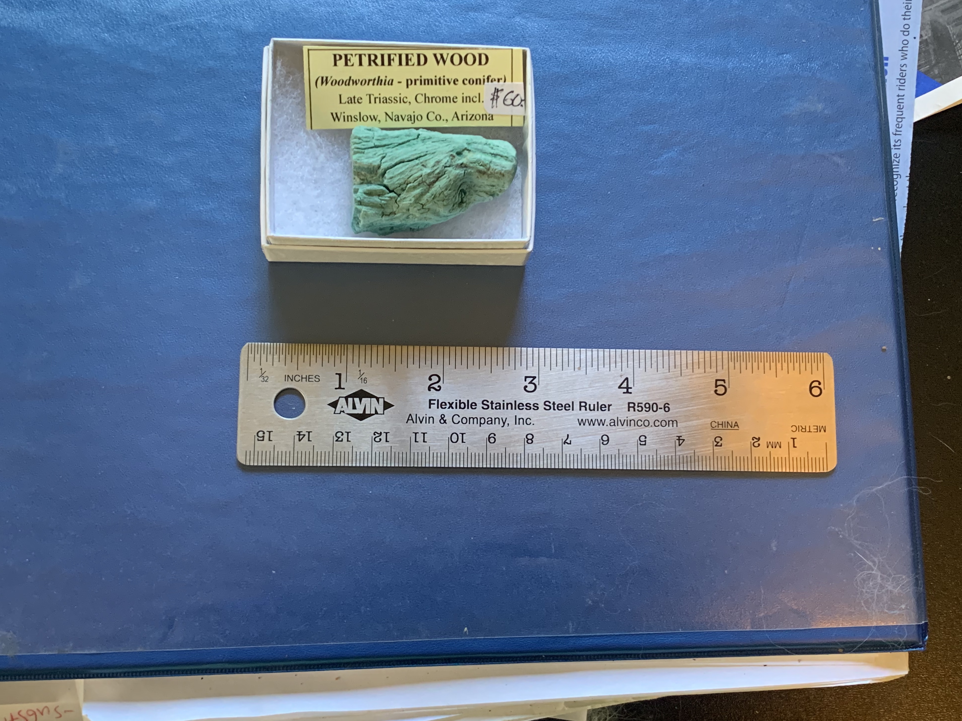 My “Mesozoic Park” - Member Collections - The Fossil Forum