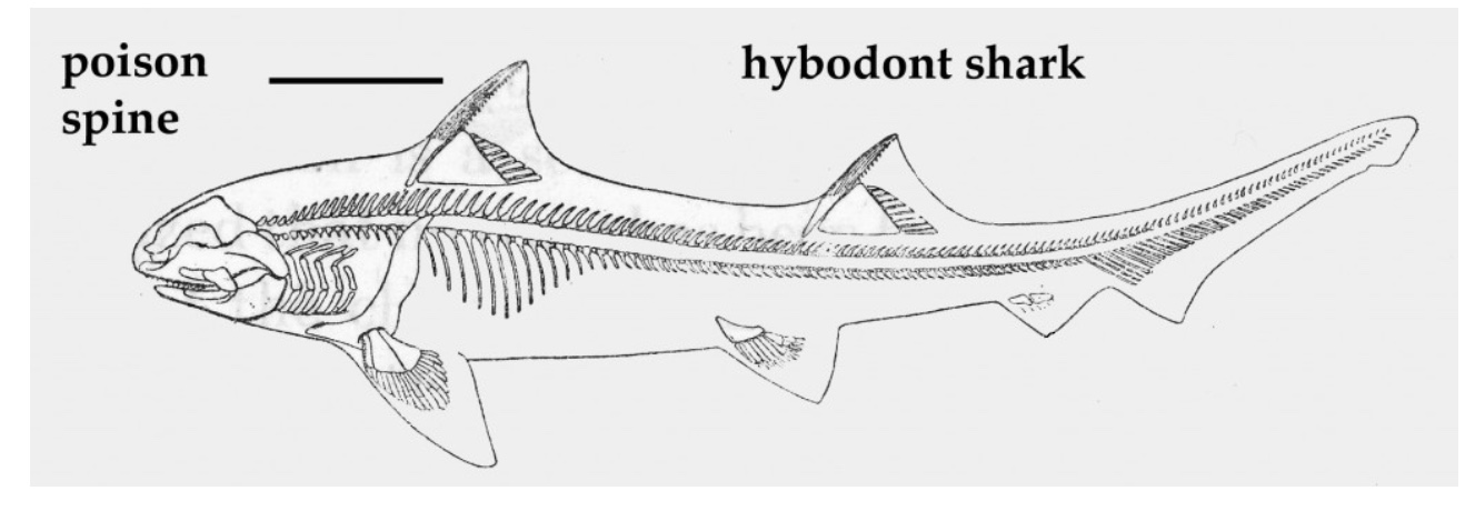 Shark or bony fish verts? - Fossil ID - The Fossil Forum