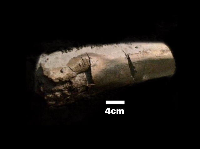 Centrosaurus Bone - General Fossil Discussion - The Fossil Forum