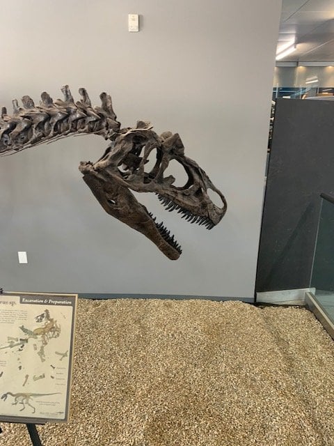 Big Al 2 specimen of Allosaurus jimmadseni - General Fossil Discussion ...