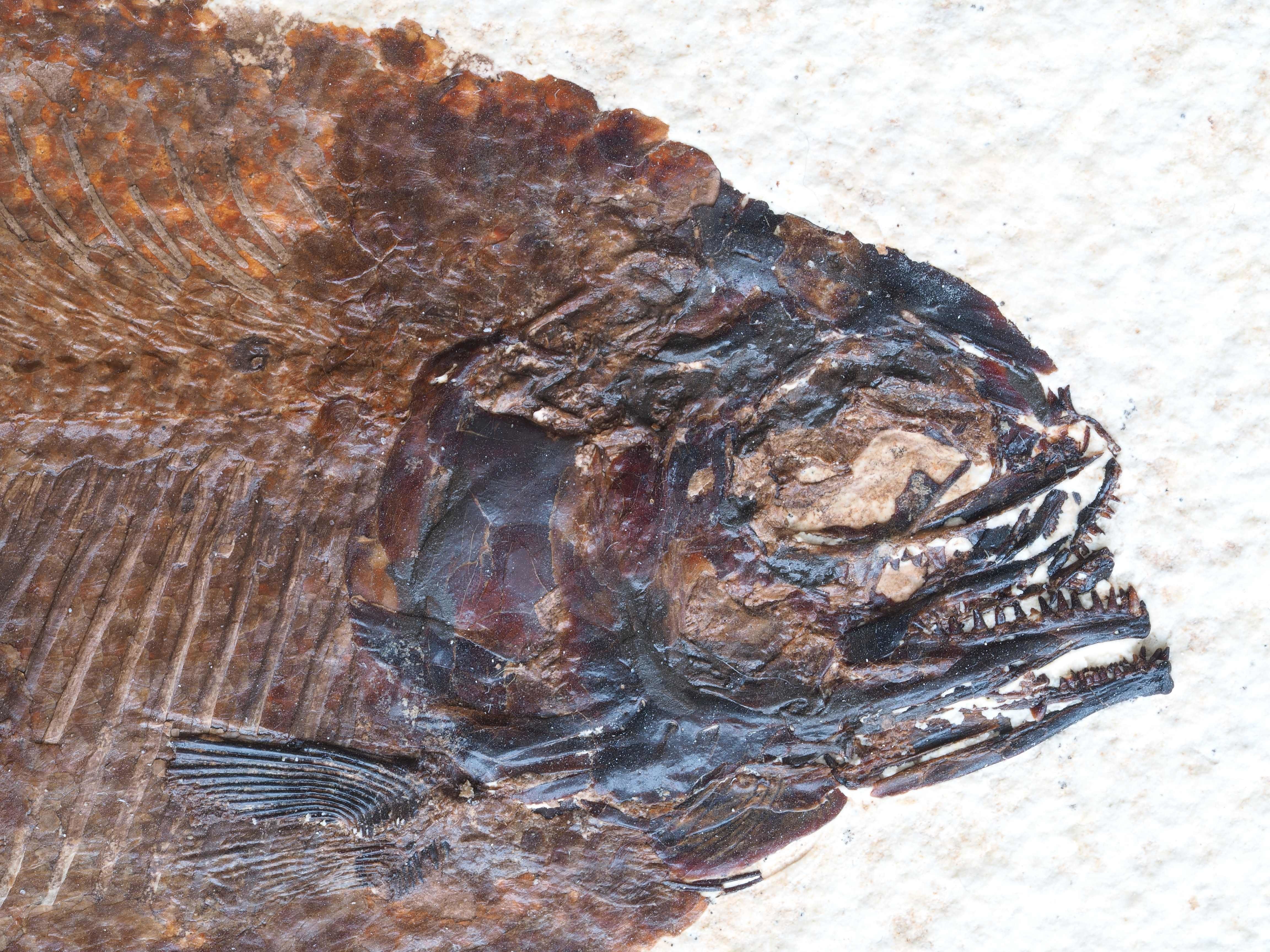Hiodon falcatus GRANDE, 1979 - Fishes - The Fossil Forum