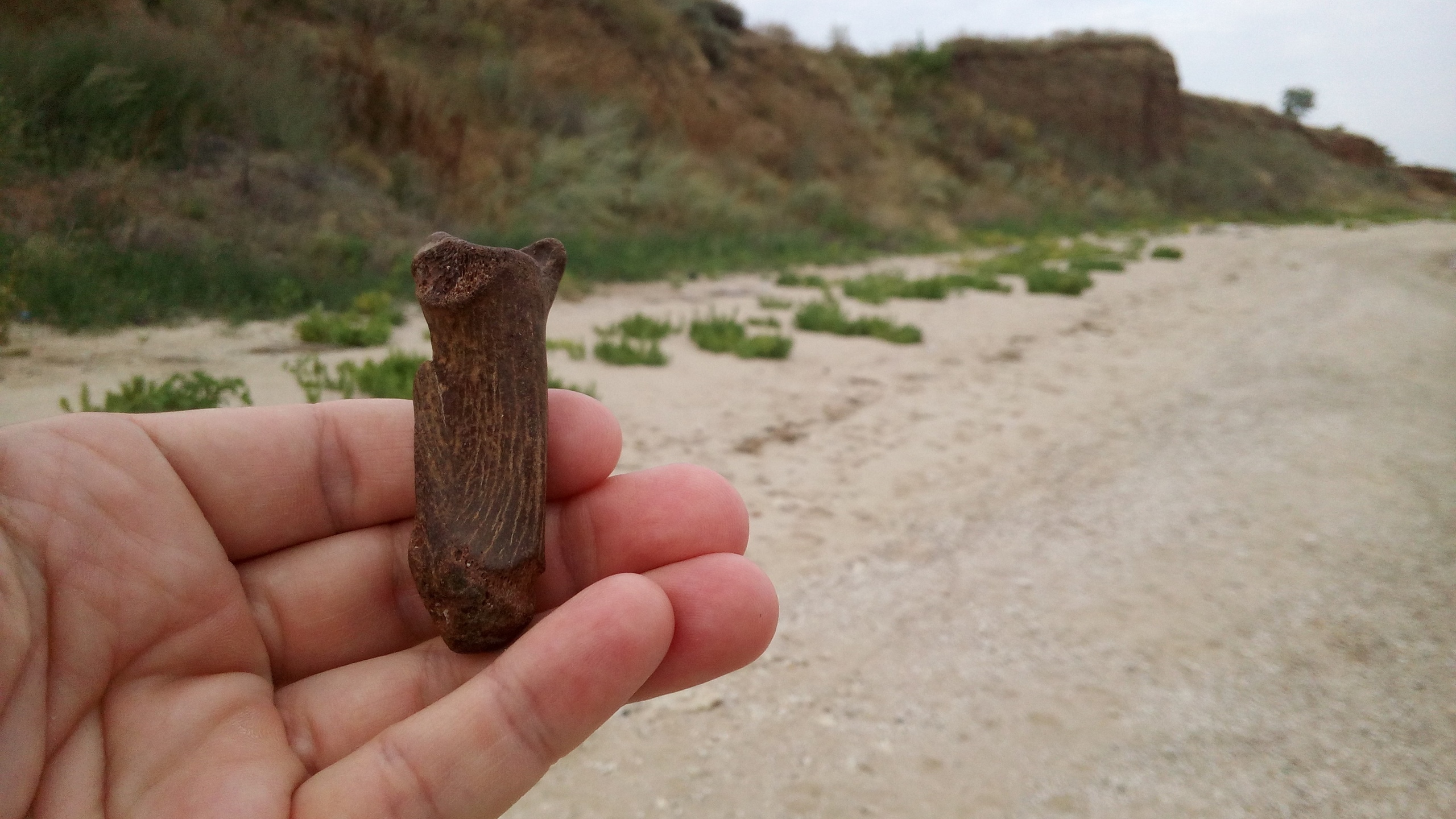 Strange bone from Russia - Fossil ID - The Fossil Forum