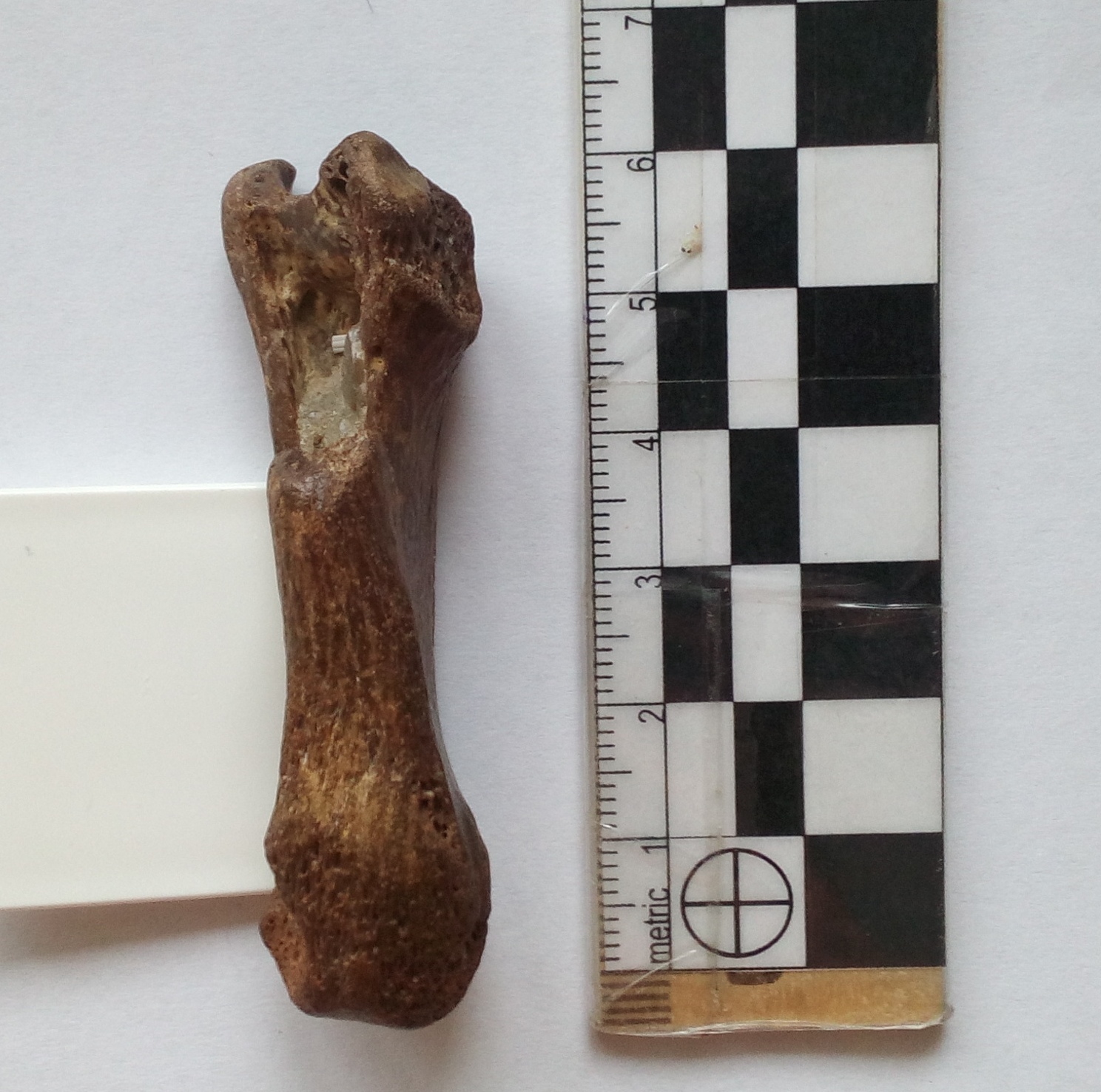 Strange bone from Russia - Fossil ID - The Fossil Forum
