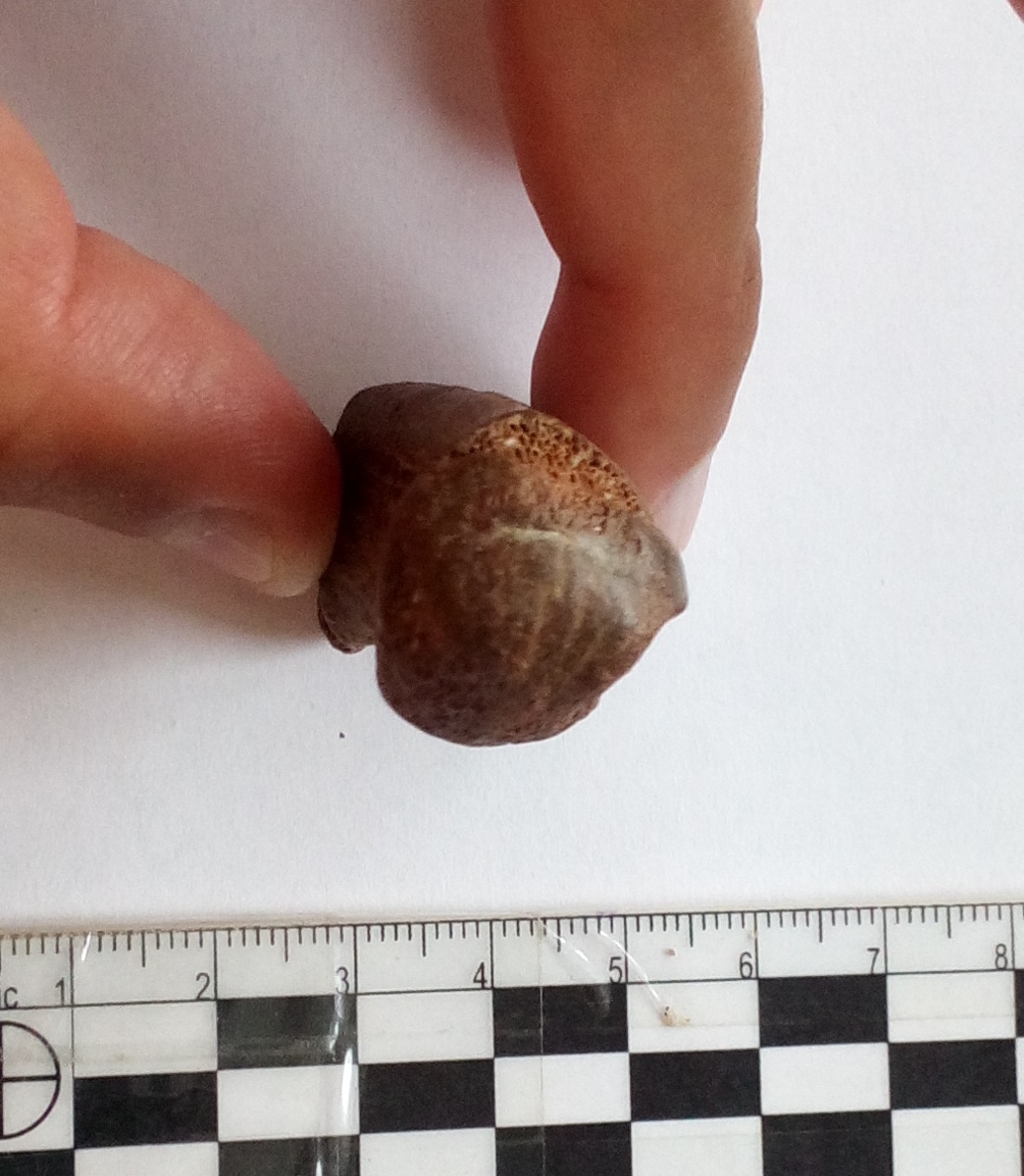 Strange bone from Russia - Fossil ID - The Fossil Forum