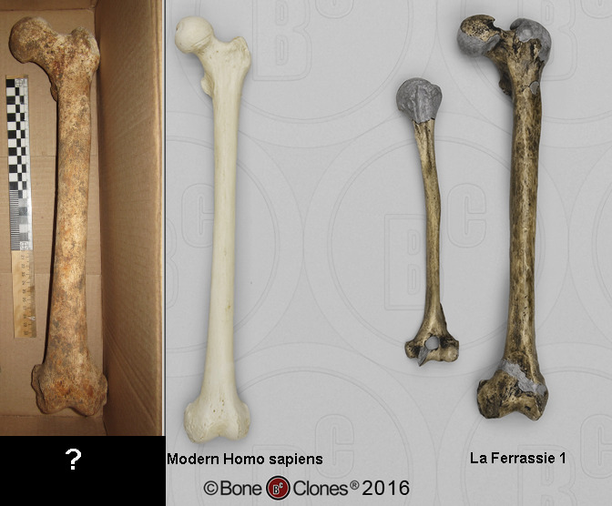 Impressive human femur from Russia - Fossil ID - The Fossil Forum