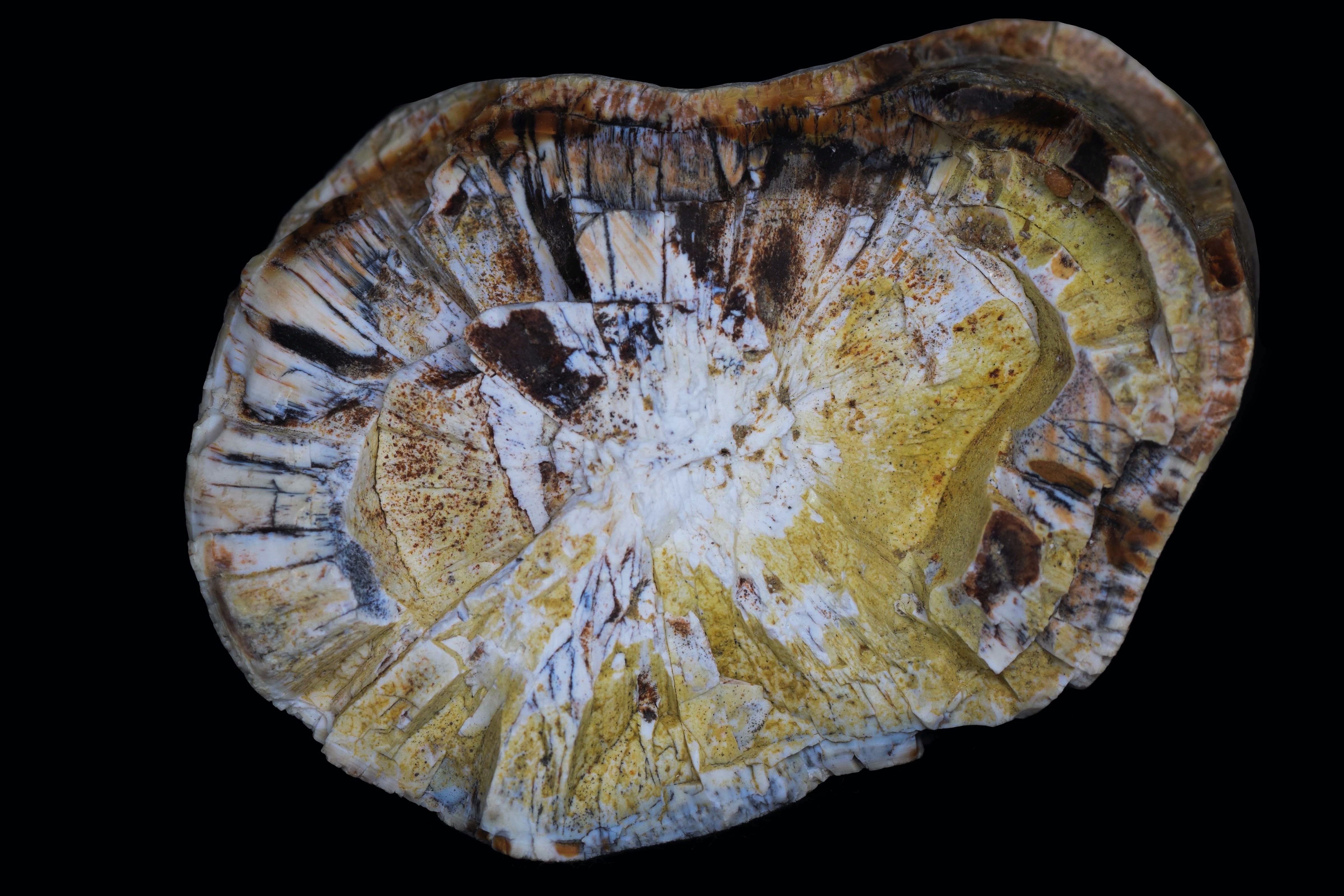 Diprotodon optatum - Mammals - The Fossil Forum