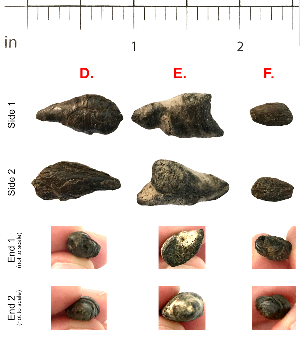 Are these coprolites? - Fossil ID - The Fossil Forum