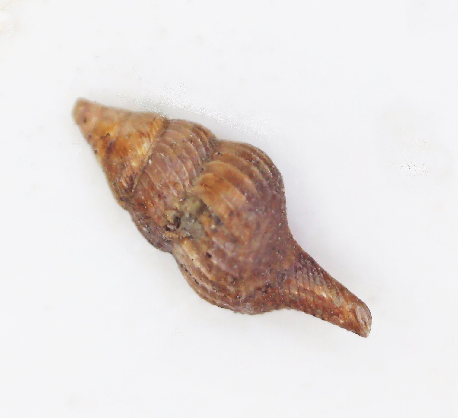 Eocene Shells ID - Whiskey Bridge Tx - Fossil ID - The Fossil Forum