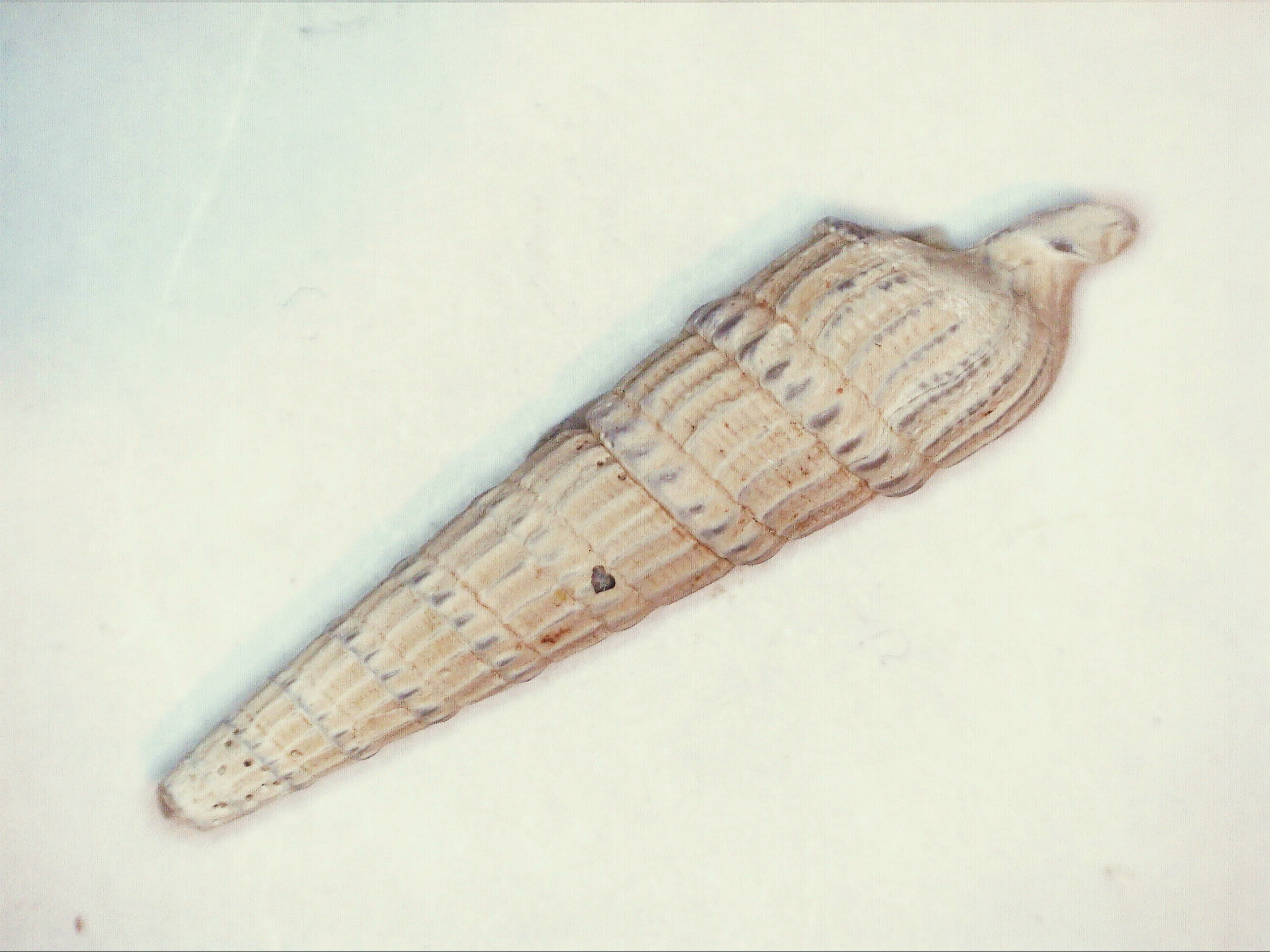 Eocene Shells ID - Whiskey Bridge Tx - Fossil ID - The Fossil Forum
