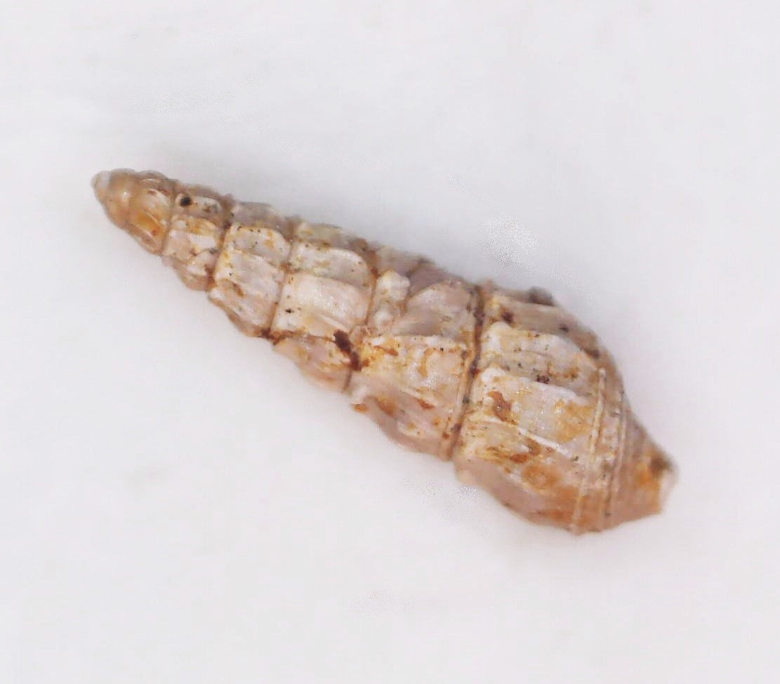 Eocene Shells ID - Whiskey Bridge Tx - Fossil ID - The Fossil Forum