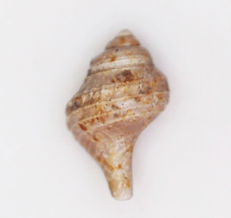 Eocene Shells ID - Whiskey Bridge Tx - Fossil ID - The Fossil Forum