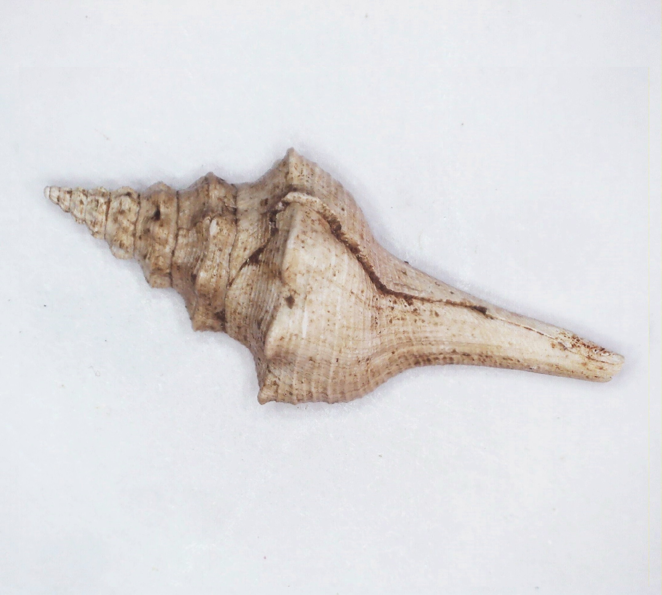 Eocene Shells ID - Whiskey Bridge Tx - Fossil ID - The Fossil Forum