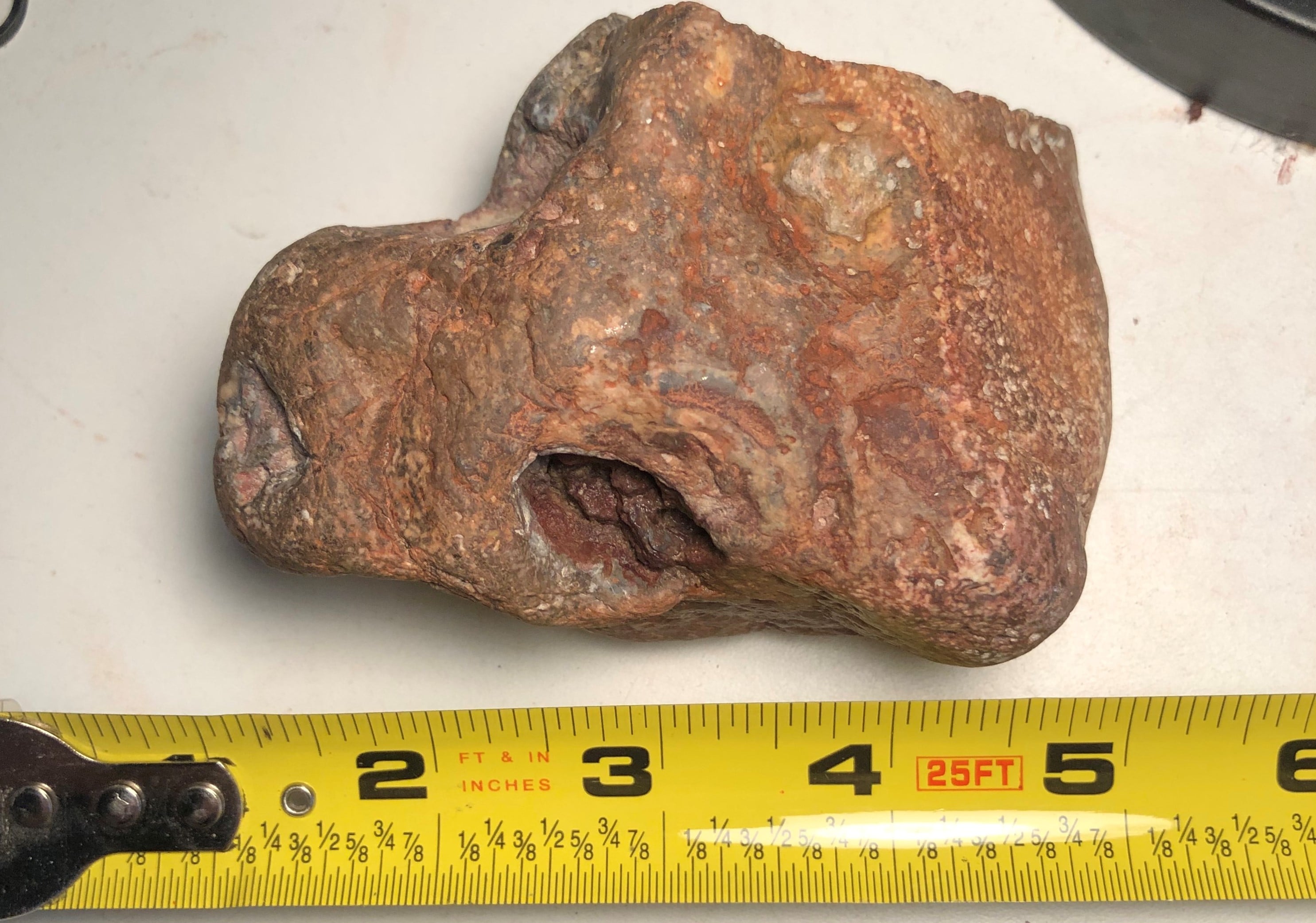 Helicoprion Shark Fossil? - Fossil ID - The Fossil Forum
