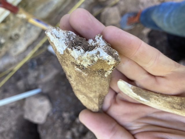 Teeth found in Connecticut - General Fossil Discussion - The Fossil Forum