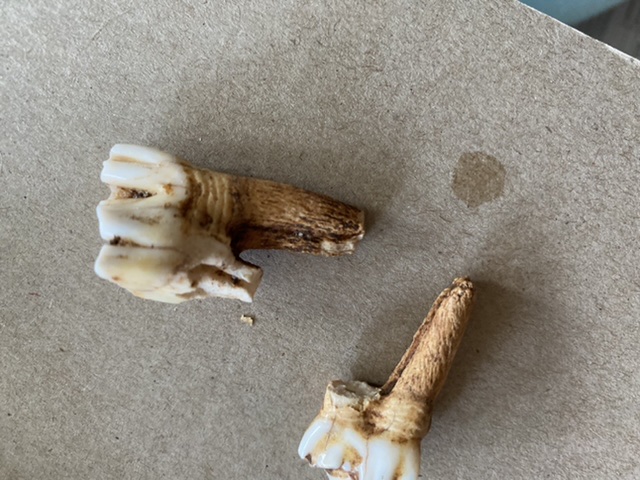 Teeth found in Connecticut - General Fossil Discussion - The Fossil Forum