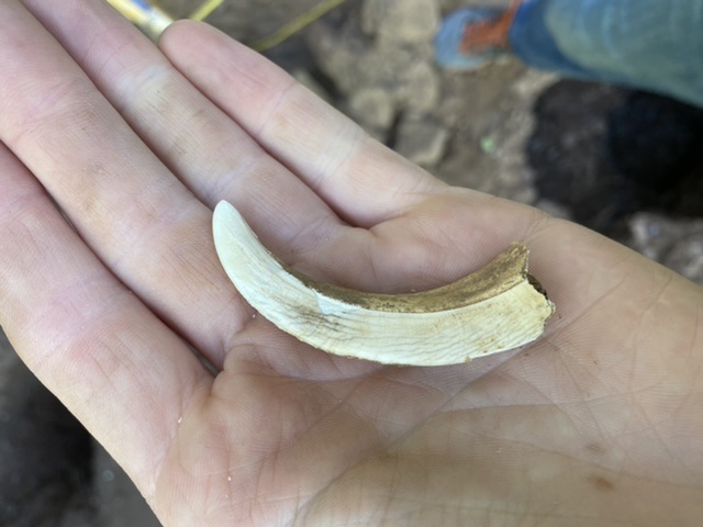 Teeth found in Connecticut - General Fossil Discussion - The Fossil Forum