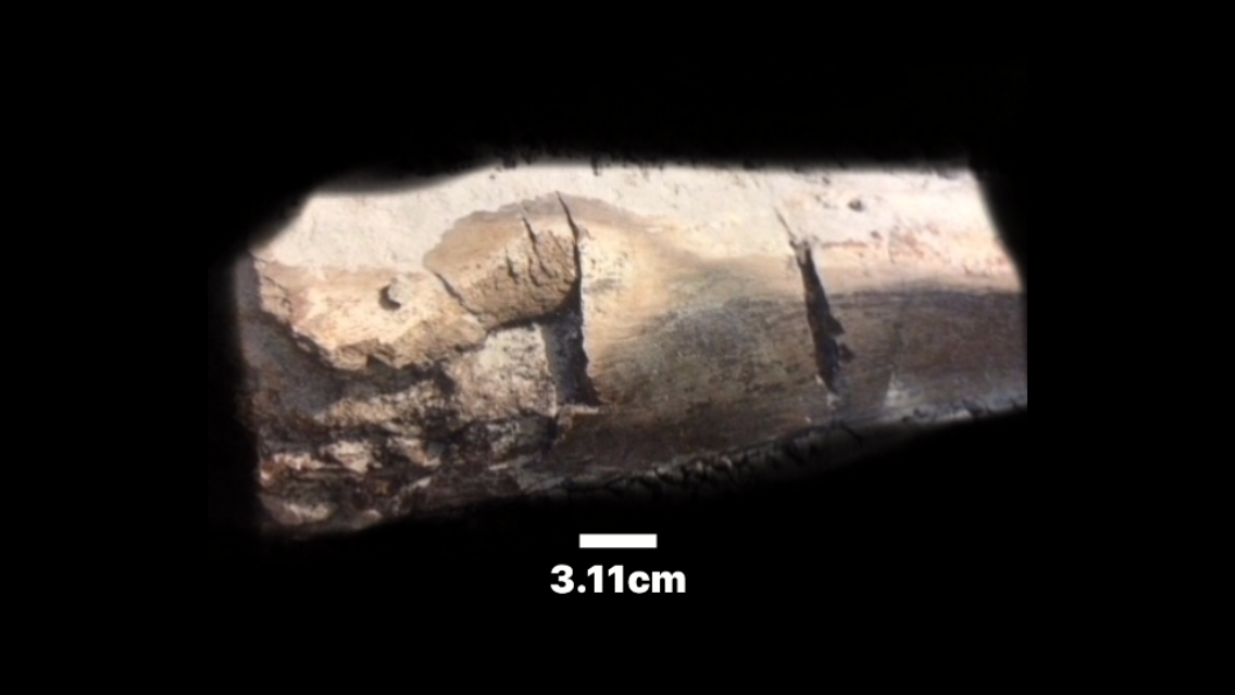 Centrosaurus Bone - General Fossil Discussion - The Fossil Forum