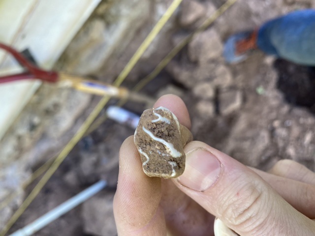 Teeth found in Connecticut - General Fossil Discussion - The Fossil Forum