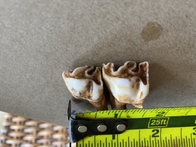 Teeth found in Connecticut - General Fossil Discussion - The Fossil Forum
