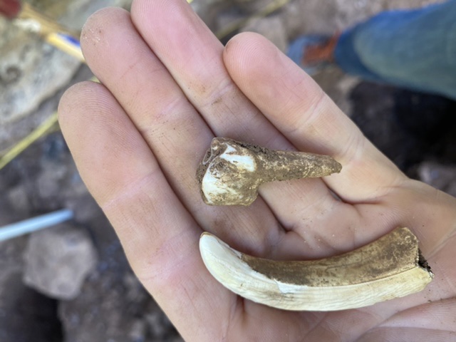 Teeth found in Connecticut - General Fossil Discussion - The Fossil Forum