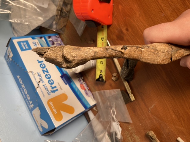 Large Dino bone - Fossil ID - The Fossil Forum