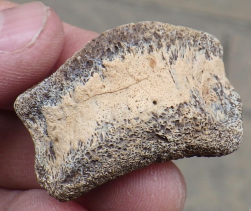 Tyrannosaur tooth - Fossil ID - The Fossil Forum