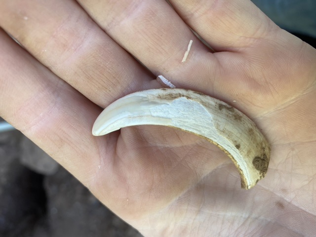 Teeth found in Connecticut - General Fossil Discussion - The Fossil Forum