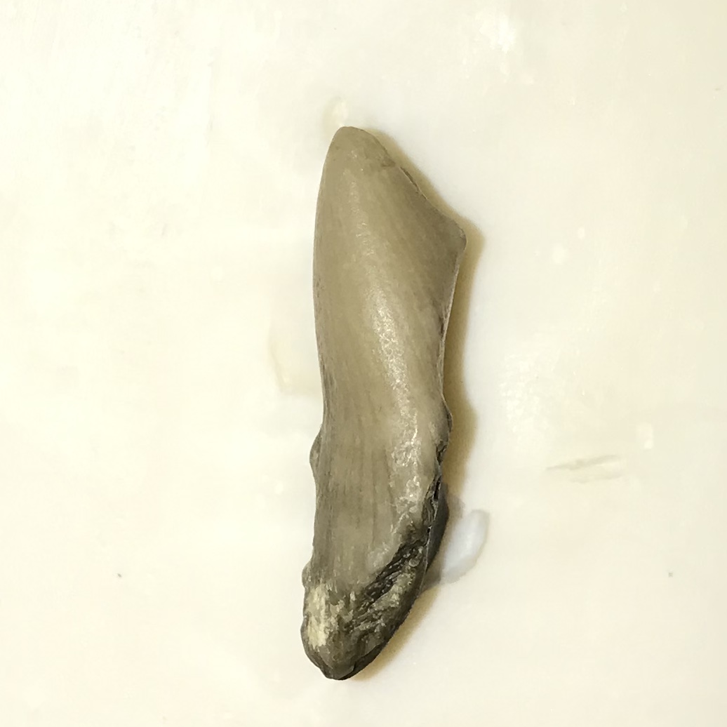 Tooth vs Horn Coral - Fossil ID - The Fossil Forum