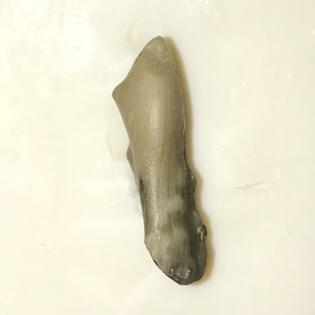 Tooth vs Horn Coral - Fossil ID - The Fossil Forum