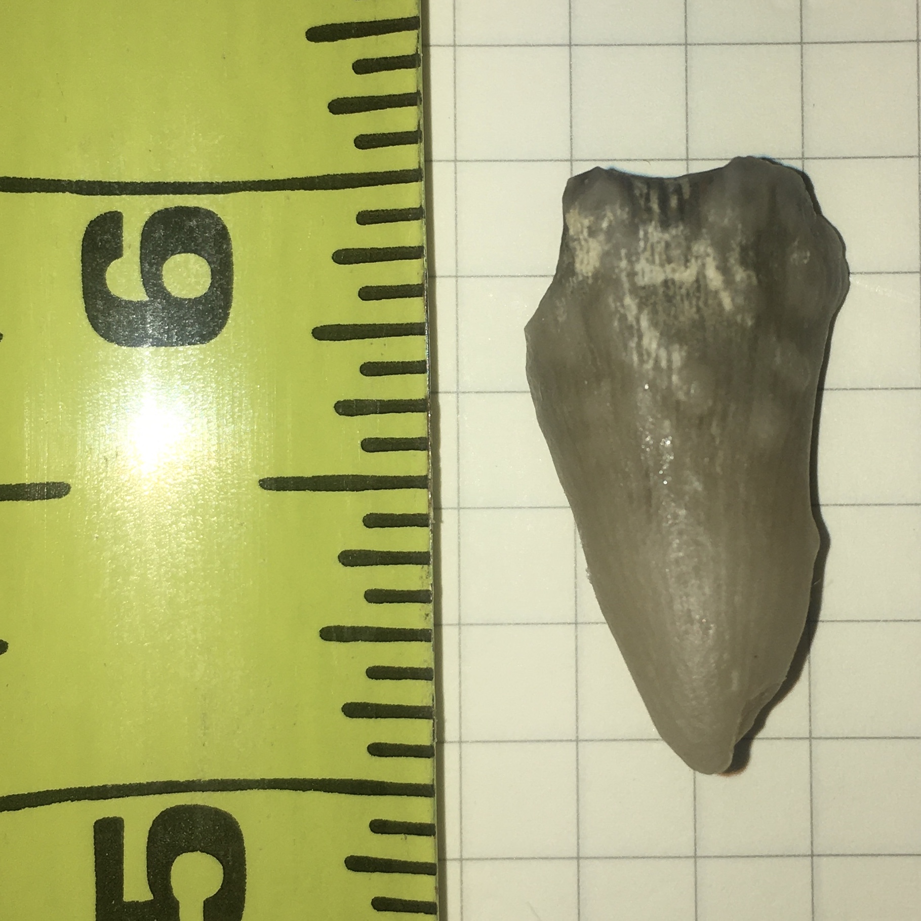 Tooth vs Horn Coral - Fossil ID - The Fossil Forum