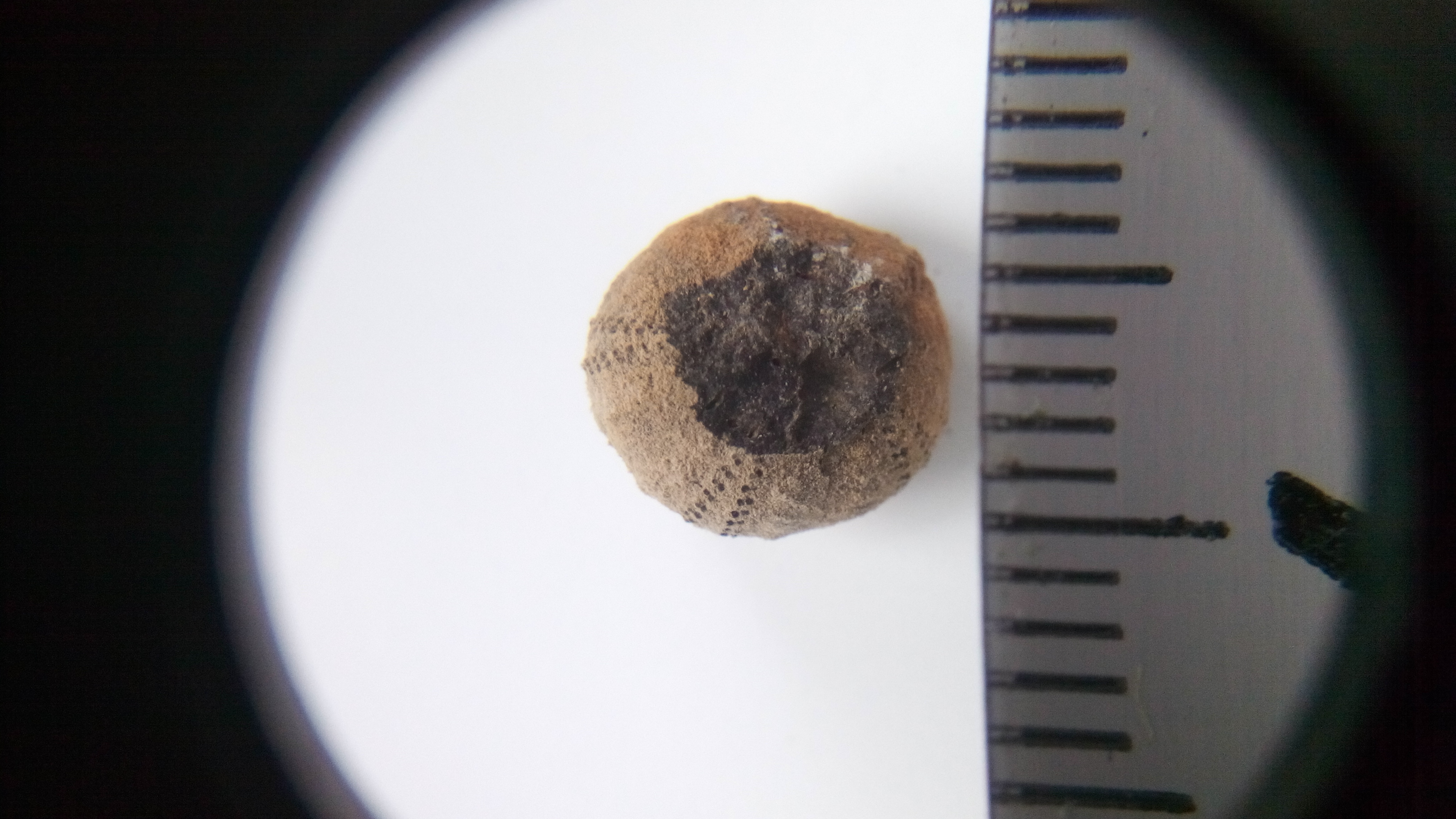 Unknown Russian echinoid - Fossil ID - The Fossil Forum