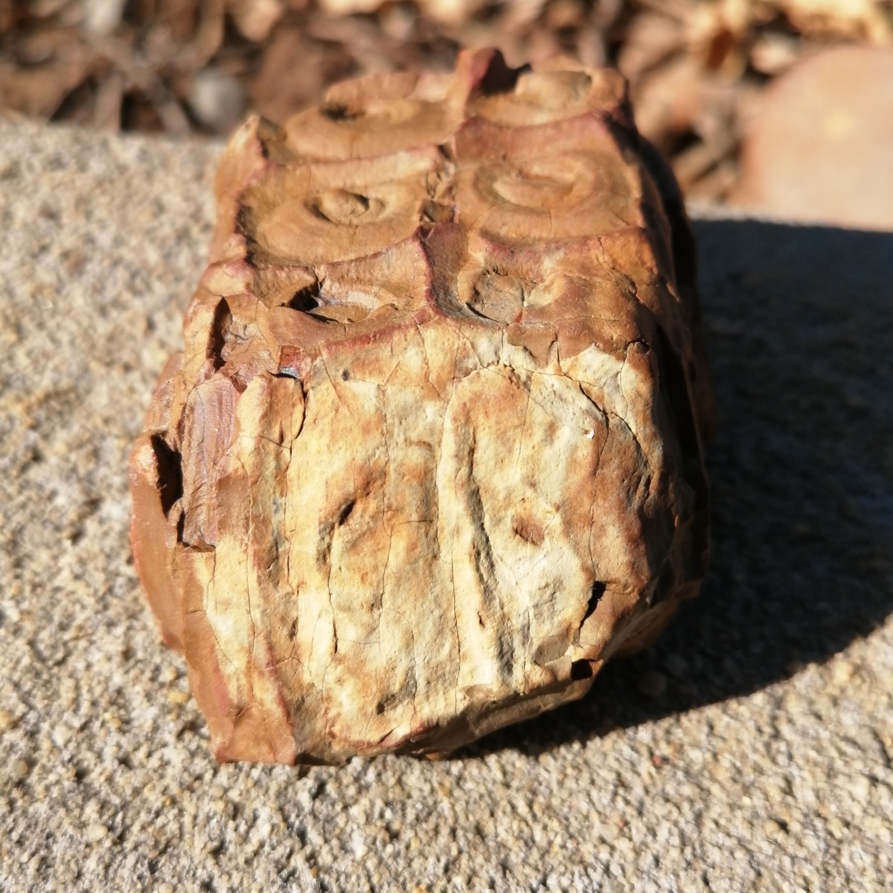Stigmaria, lepidodendron or rock - Fossil ID - The Fossil Forum